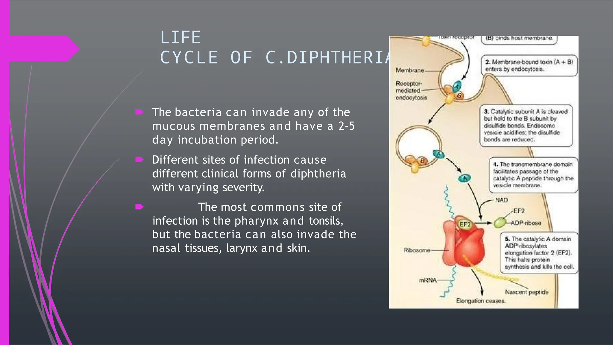 CORNYBACTERIUM DIPHTHERIA IN MEDICAL BACTERIOLOGY pptx | PPT