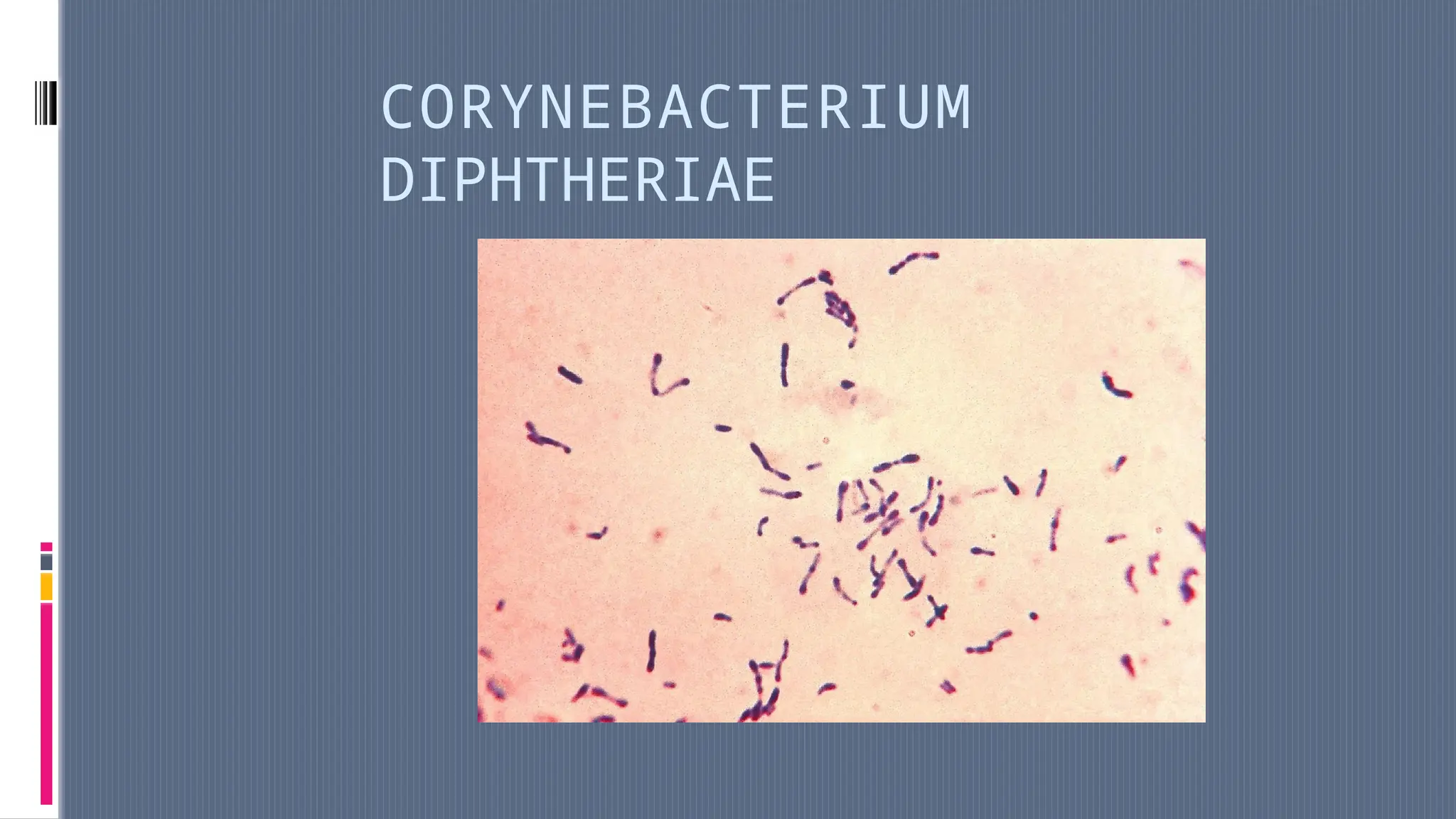 CORNYBACTERIUM DIPHTHERIA IN MEDICAL BACTERIOLOGY pptx | PPT