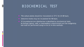 CORNYBACTERIUM DIPHTHERIA IN MEDICAL BACTERIOLOGY pptx | PPT