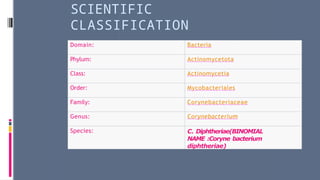 CORNYBACTERIUM DIPHTHERIA IN MEDICAL BACTERIOLOGY pptx | PPT