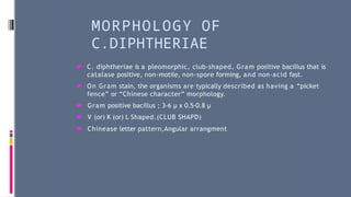 CORNYBACTERIUM DIPHTHERIA IN MEDICAL BACTERIOLOGY pptx | PPT