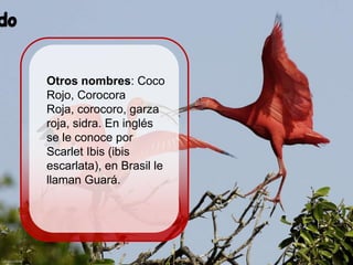 COROCORO COLORADO (IBIS ESACARLATA) | PPTX