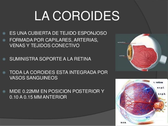 Coroides anatomia