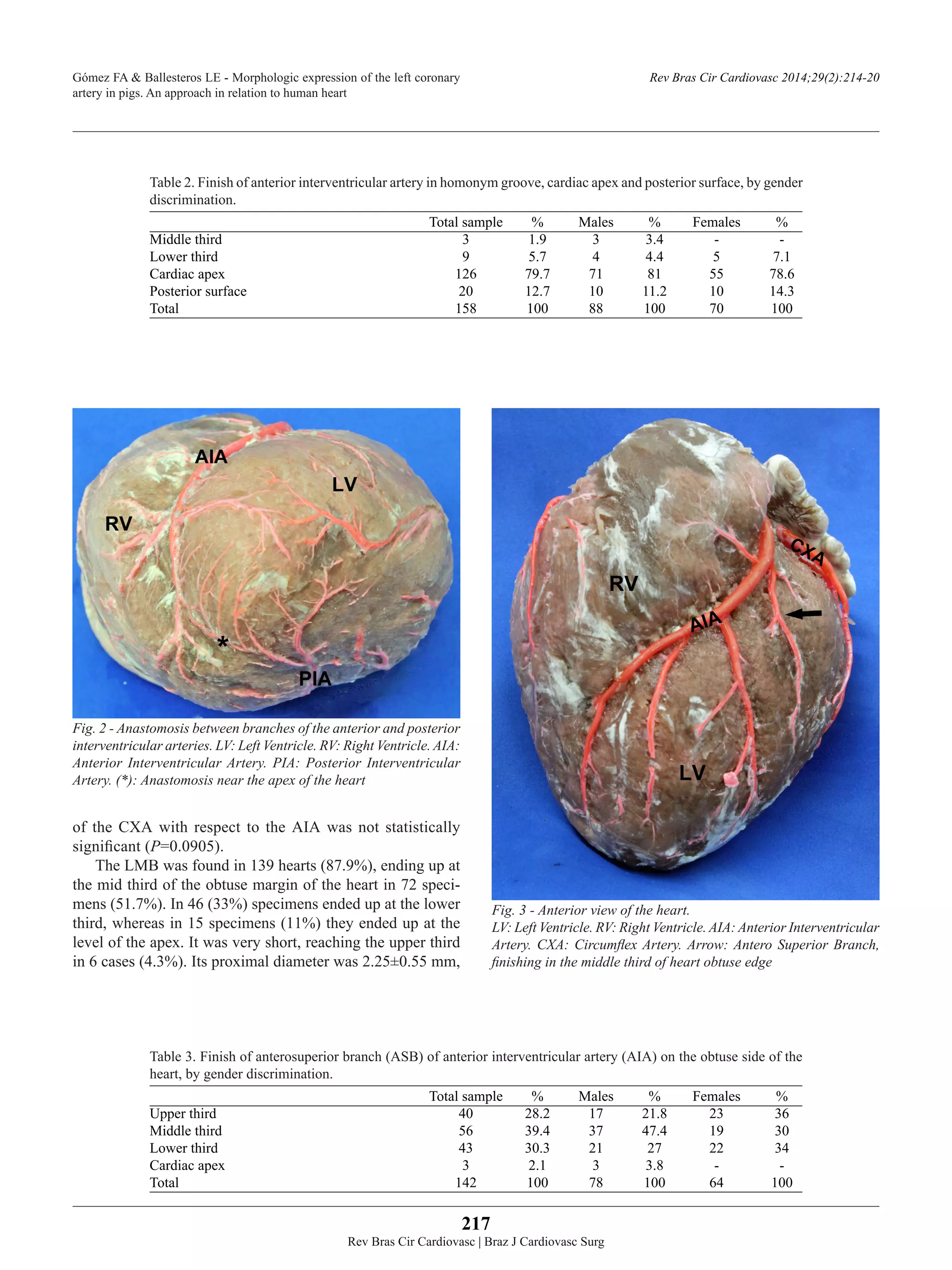 Coronaria izquierda cerdos jbsc | PDF