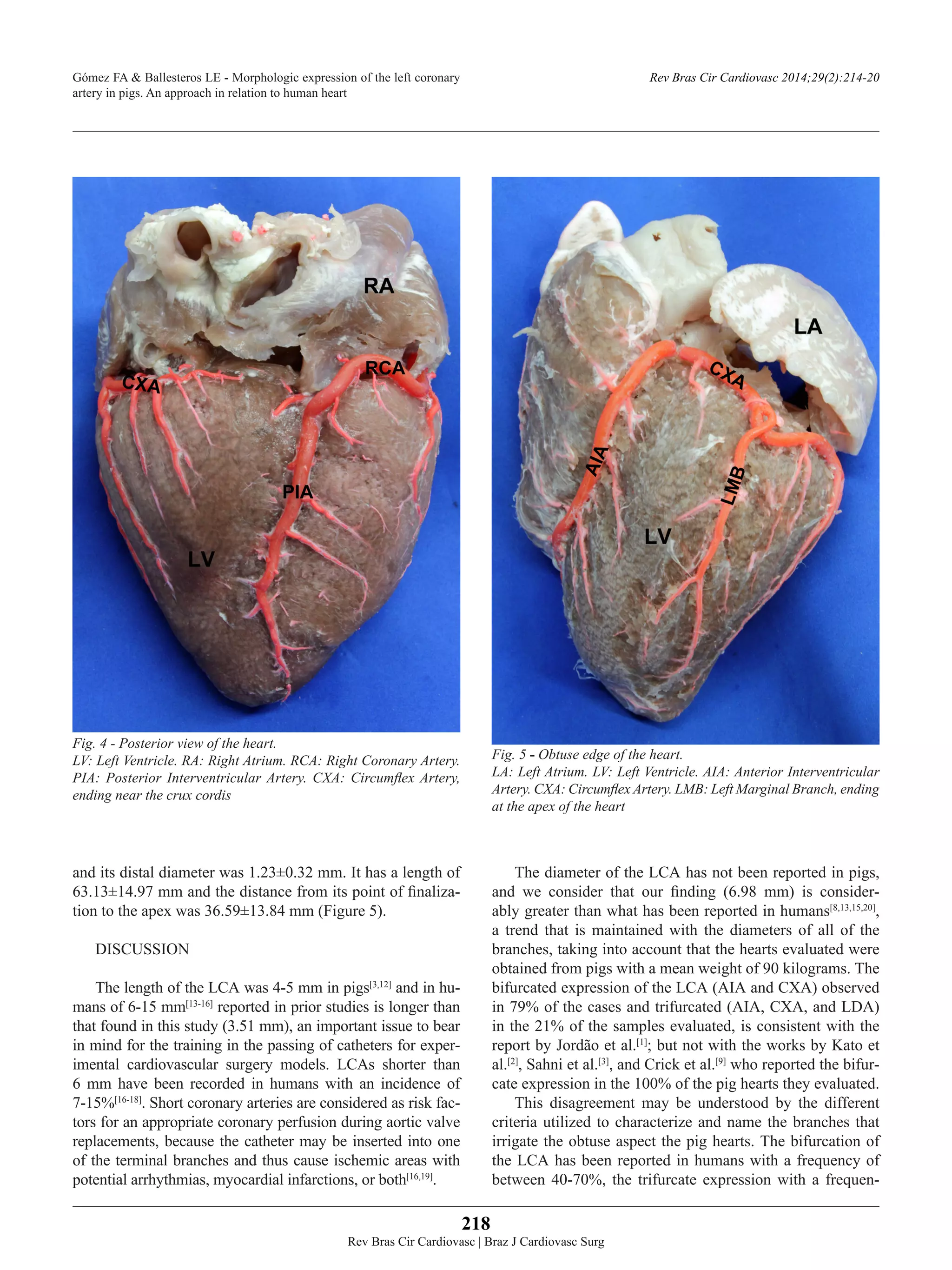 Coronaria izquierda cerdos jbsc | PDF