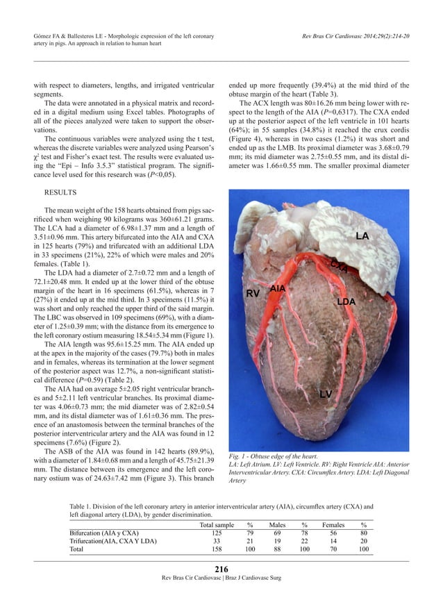 Coronaria izquierda cerdos jbsc | PDF