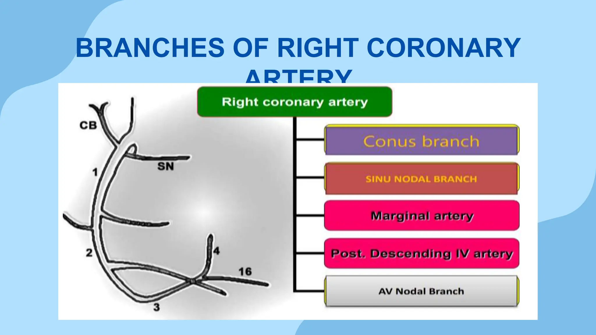 CORONARY__ANGIOGRAM-and-Angiography.pptx