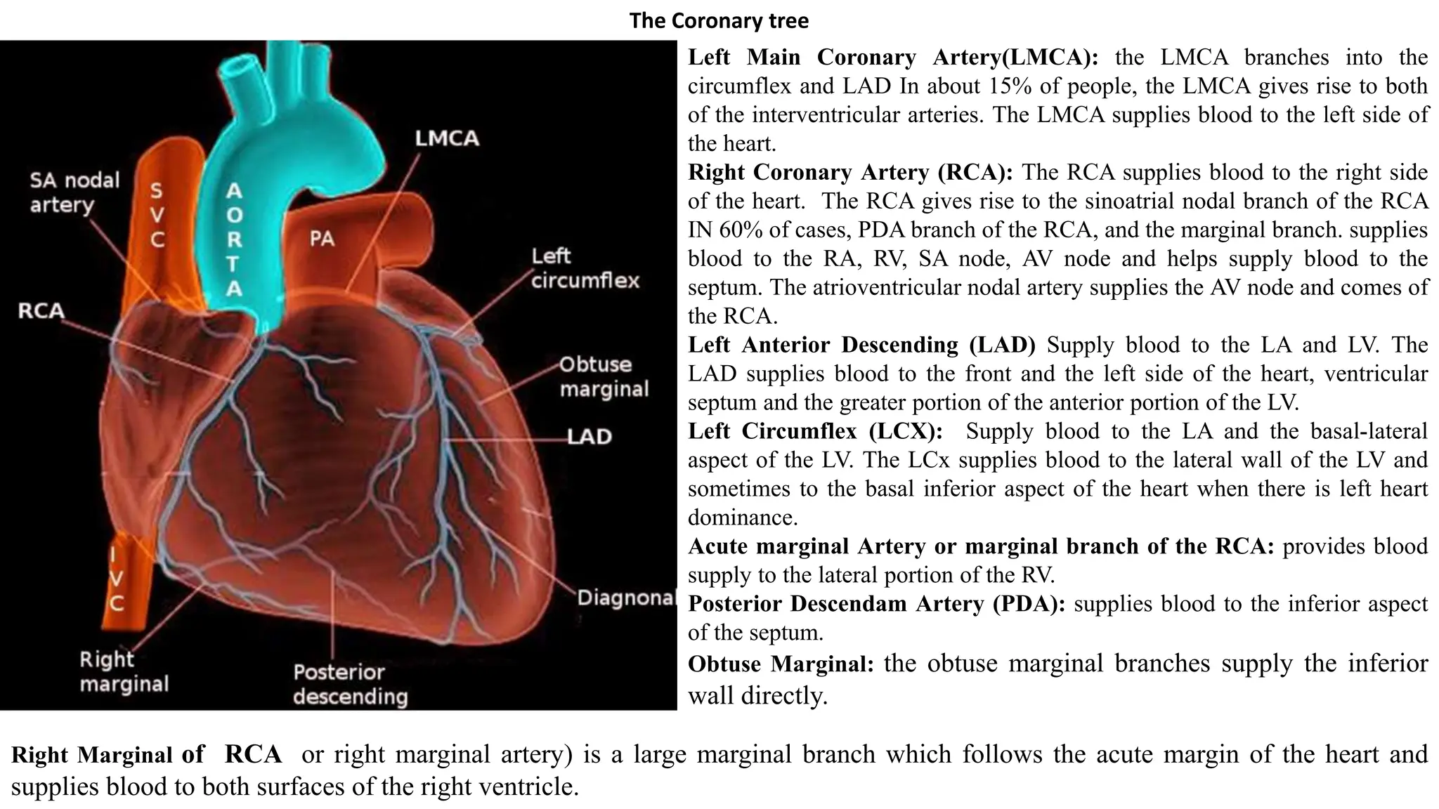 Coronary-artery Circulation Overview Observations about Kugel's artery ...