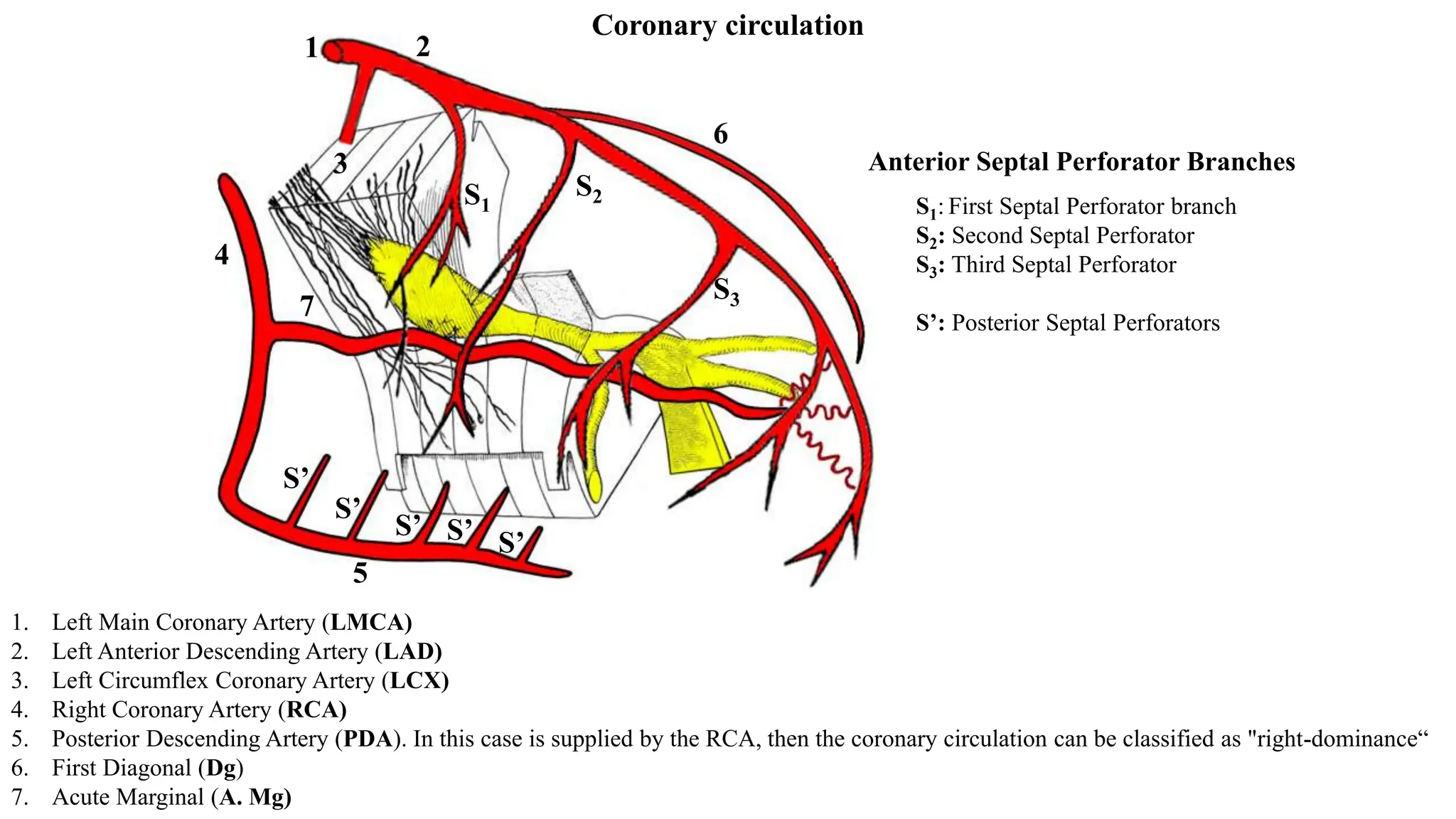 Coronary-artery Circulation Overview Observations about Kugel's artery ...