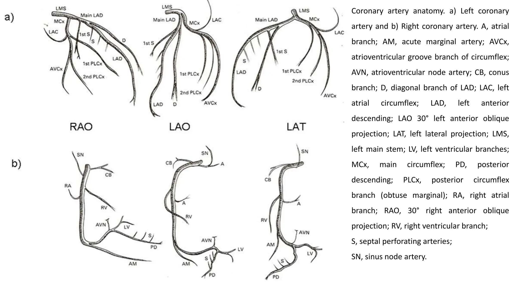 Coronary-artery Circulation Overview Observations about Kugel's artery ...
