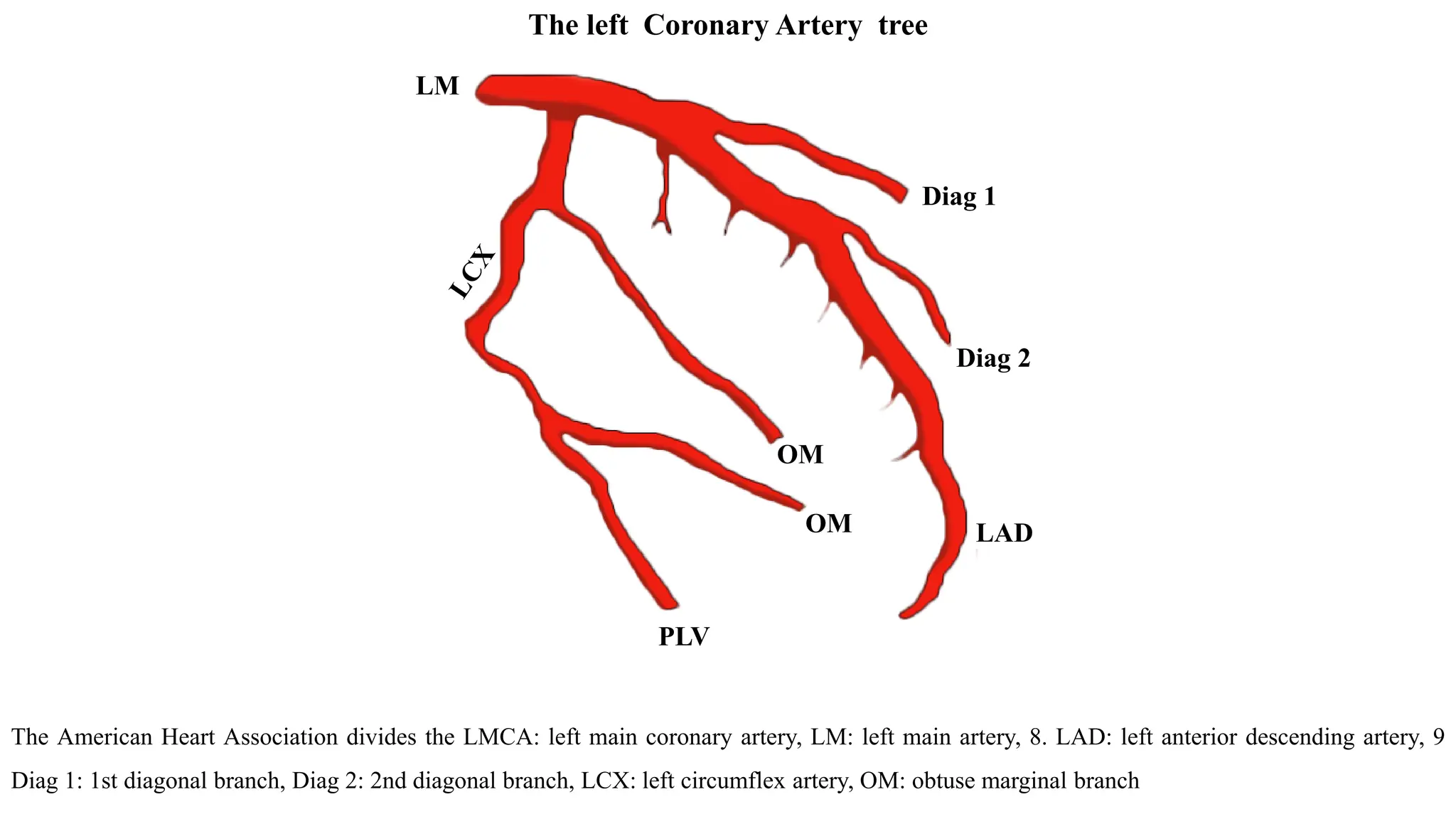 Coronary-artery Circulation Overview Observations about Kugel's artery ...