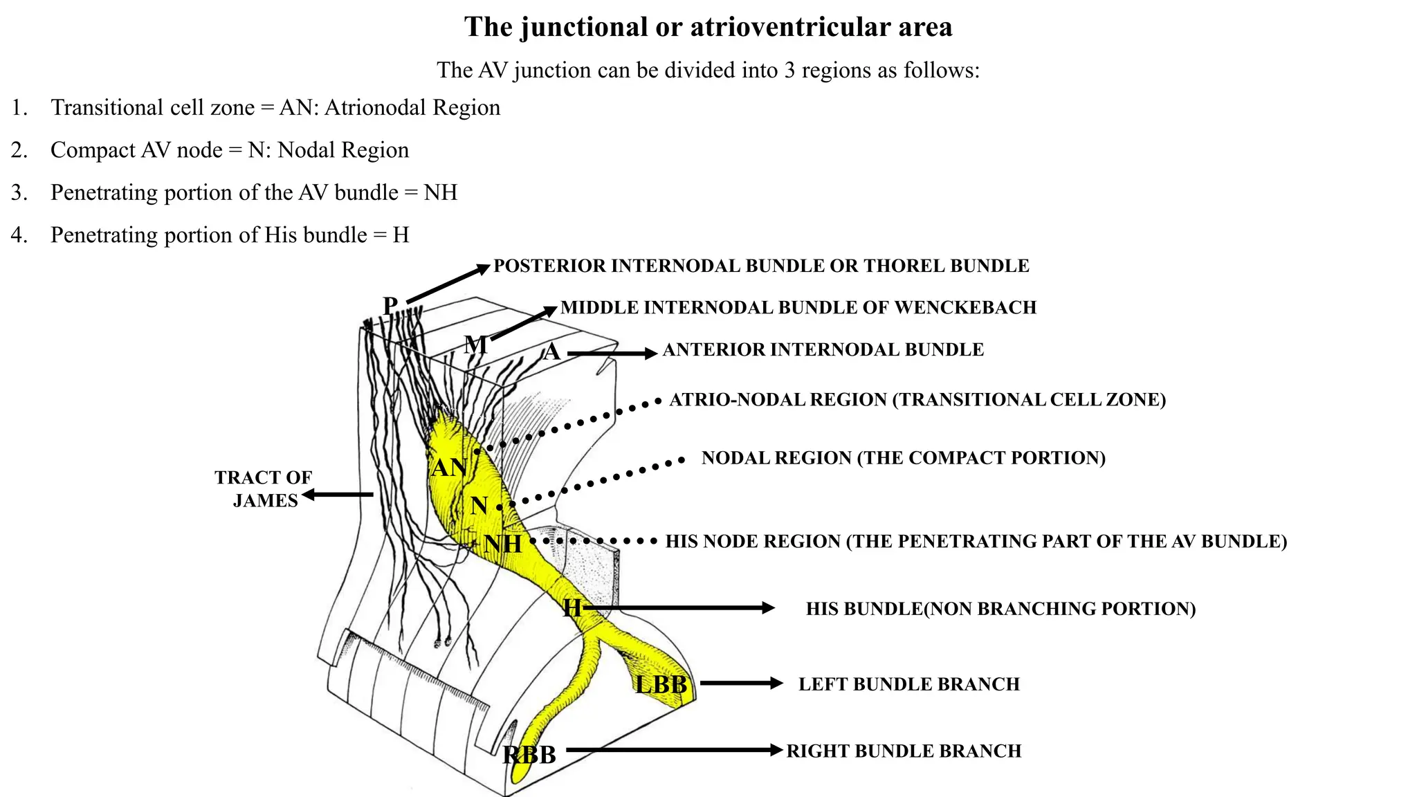 Coronary-artery Circulation Overview Observations about Kugel's artery ...