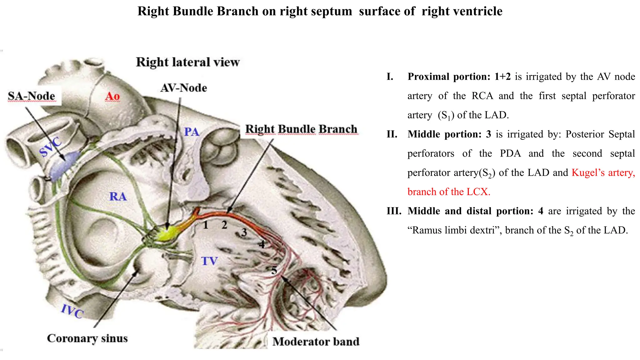 Coronary-artery Circulation Overview Observations about Kugel's artery ...