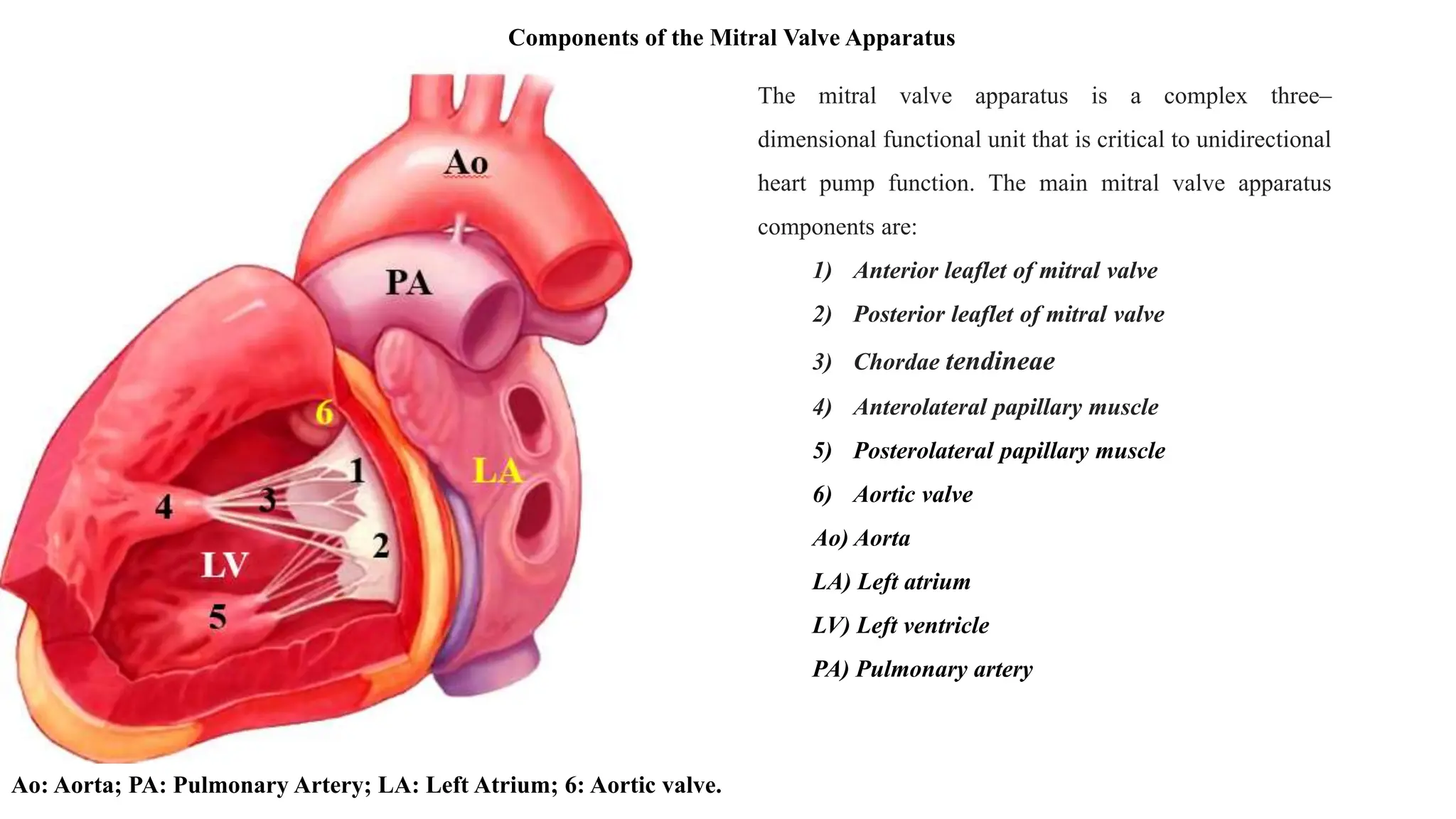 Coronary-artery Circulation Overview Observations about Kugel's artery ...