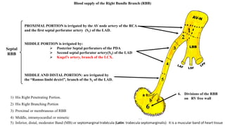 Coronary-artery Circulation Overview Observations about Kugel's artery ...