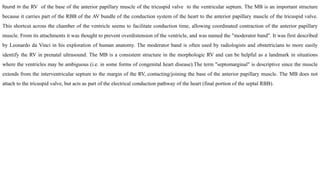 Coronary-artery Circulation Overview Observations about Kugel's artery ...