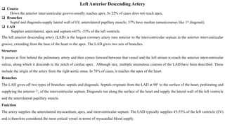 Coronary-artery Circulation Overview Observations about Kugel's artery ...