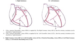 Coronary-artery Circulation Overview Observations about Kugel's artery ...