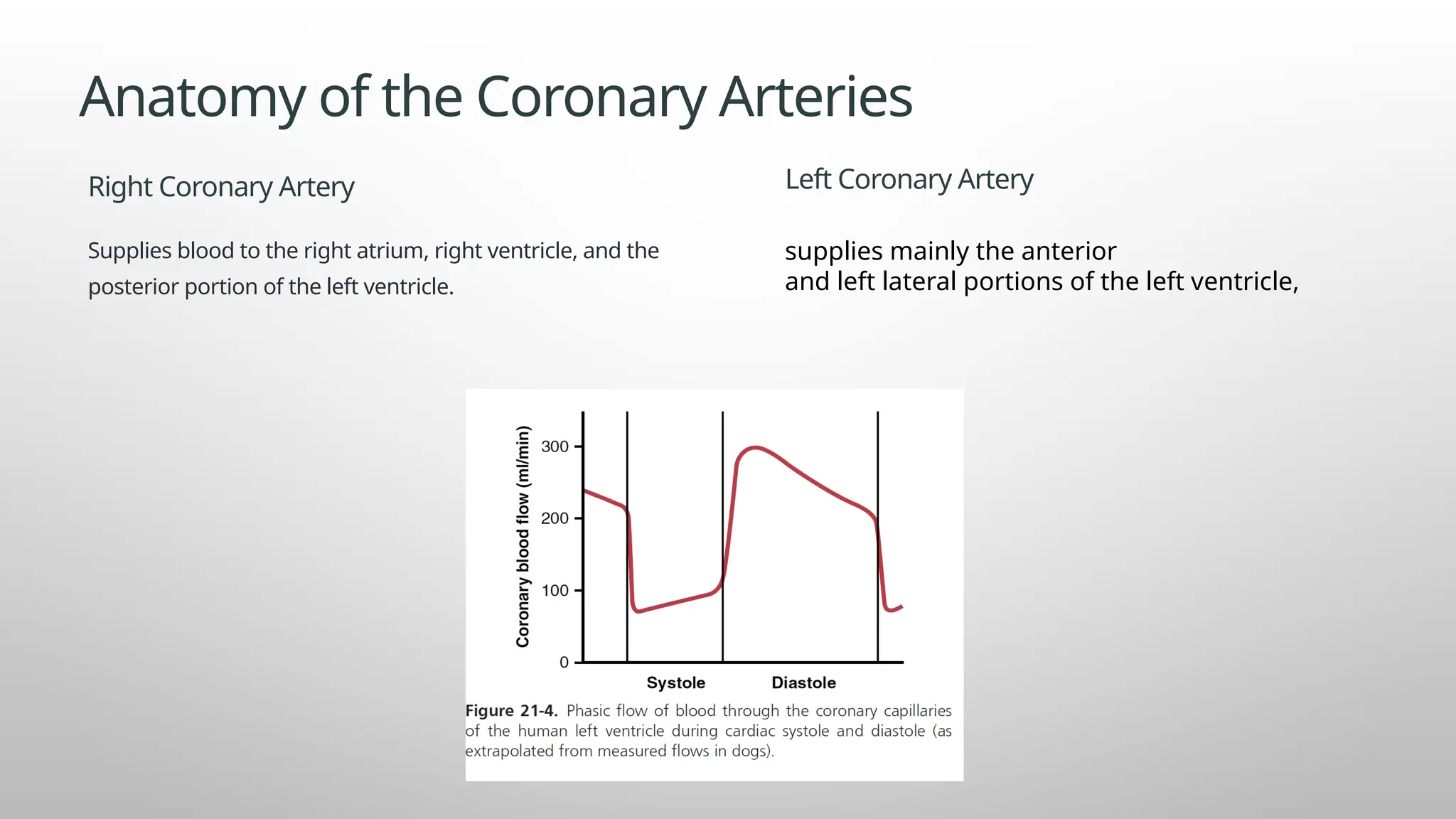 Coronary-Circulation-A-Vital-Pathway.pptx
