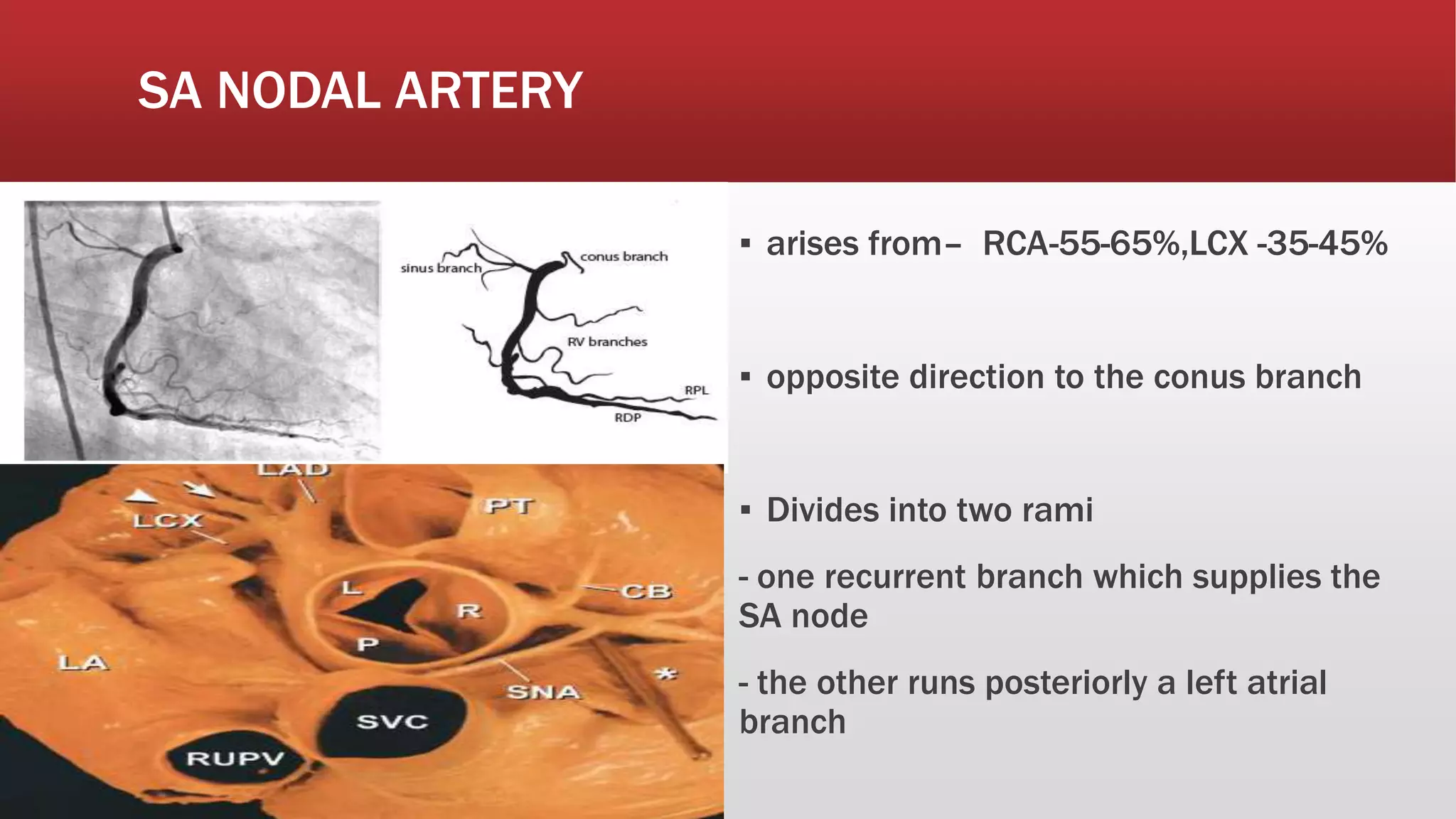 Coronary artery.pptx