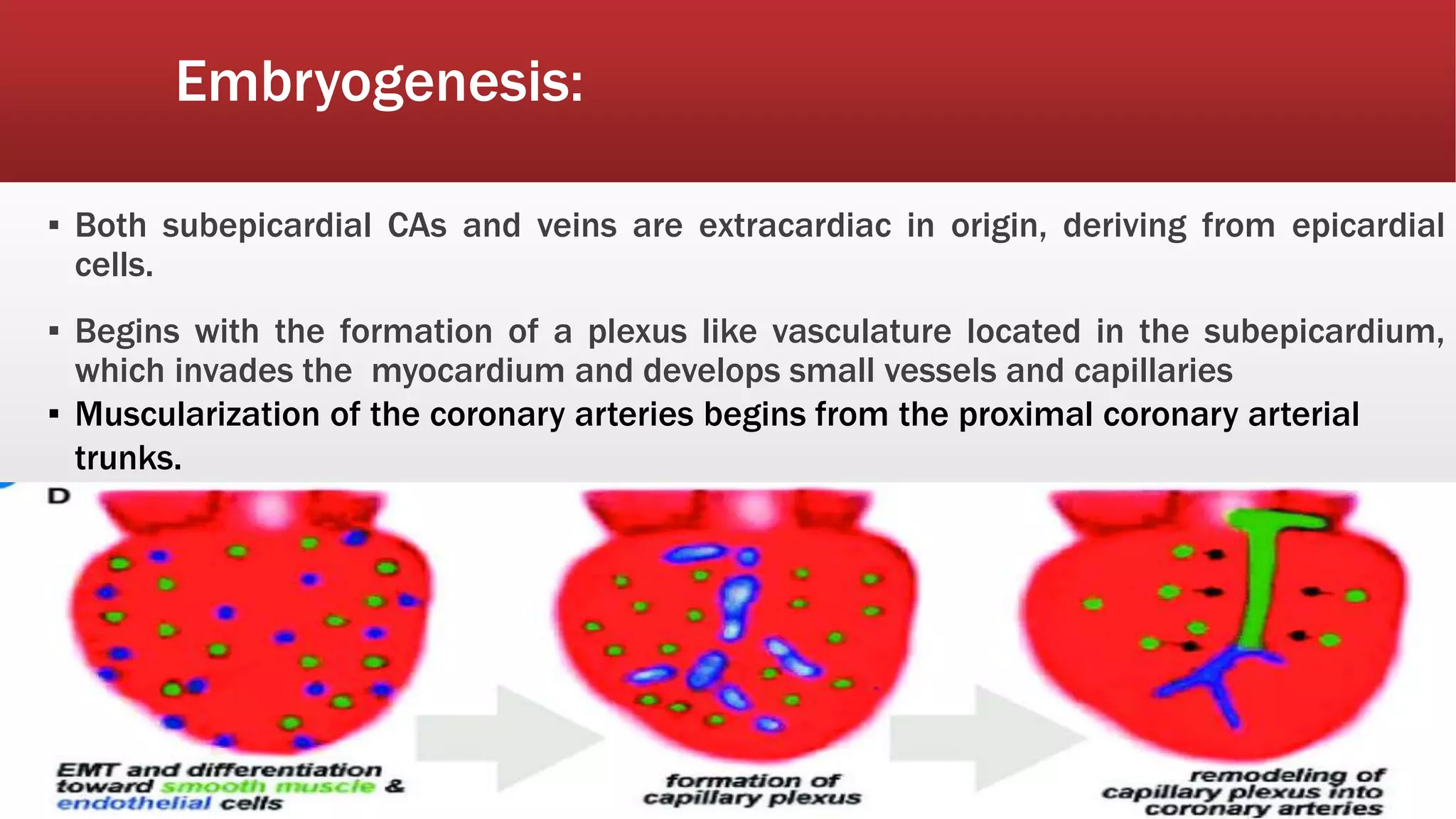 Coronary artery.pptx