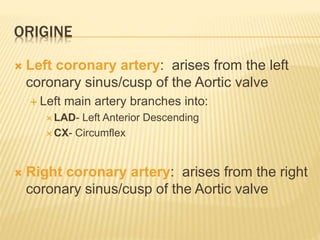 Coronary anatomy | PPT