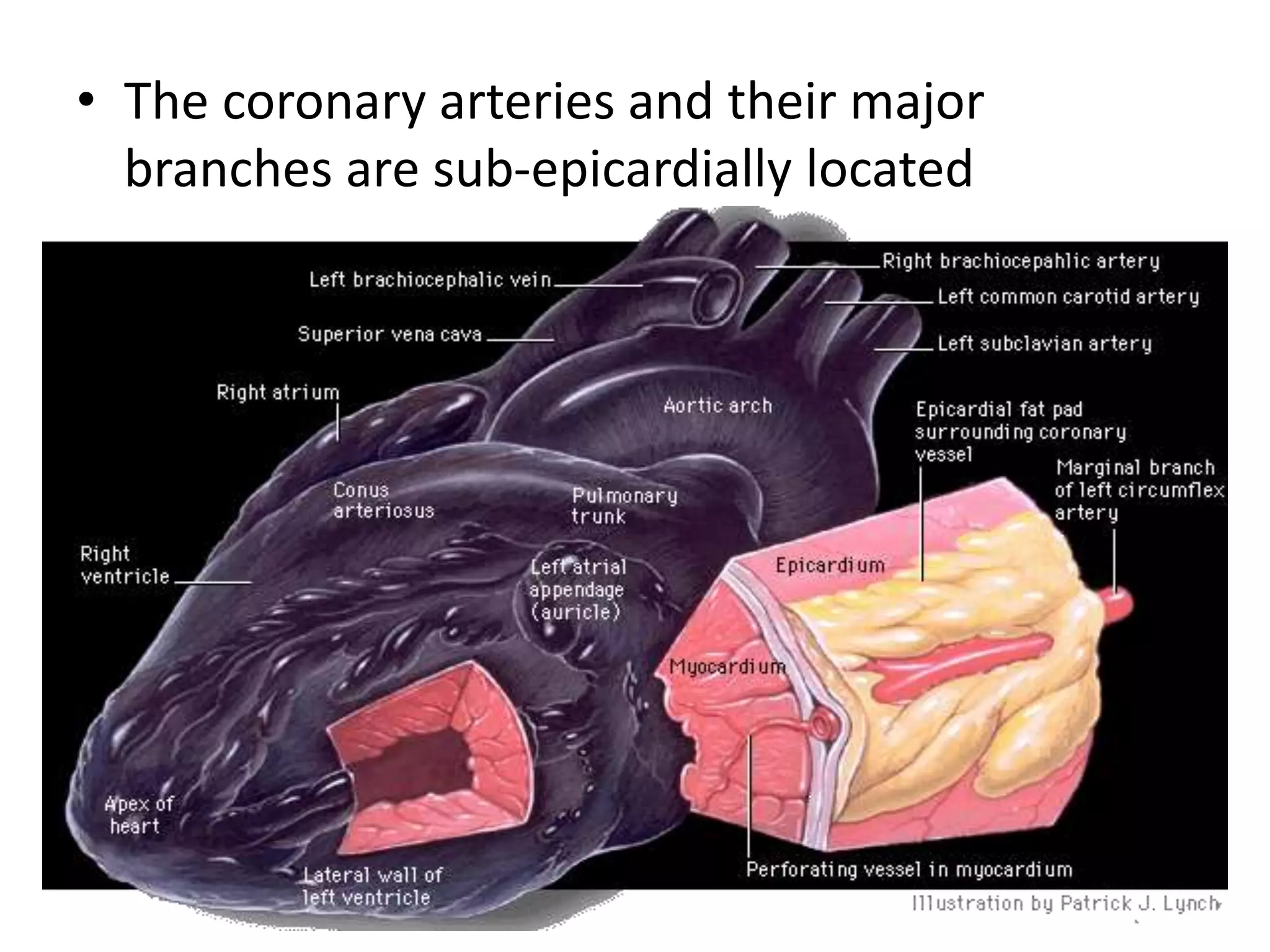 Coronary anatomy and angiographic views | PPTX