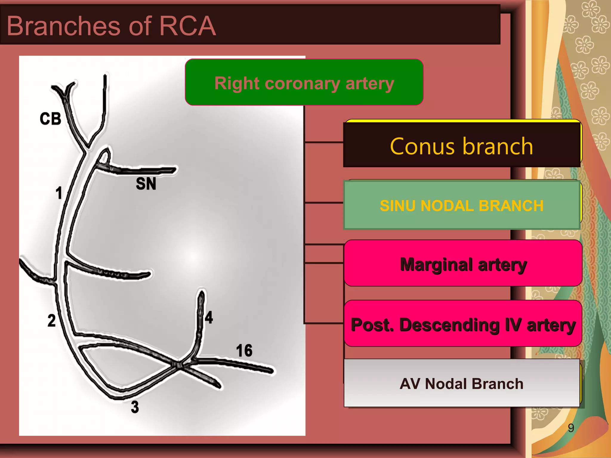 Coronary anatomy and anomalies | PPT