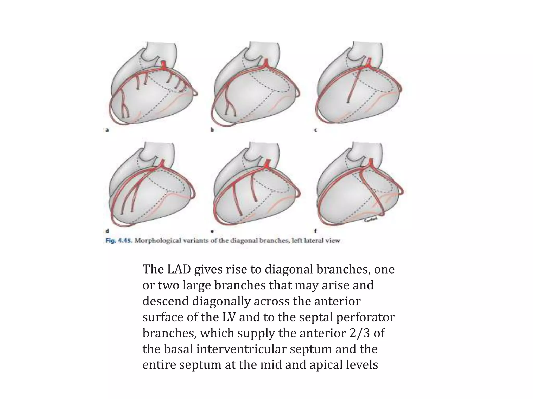 CORONARY ANATOMY new fina;.pptx