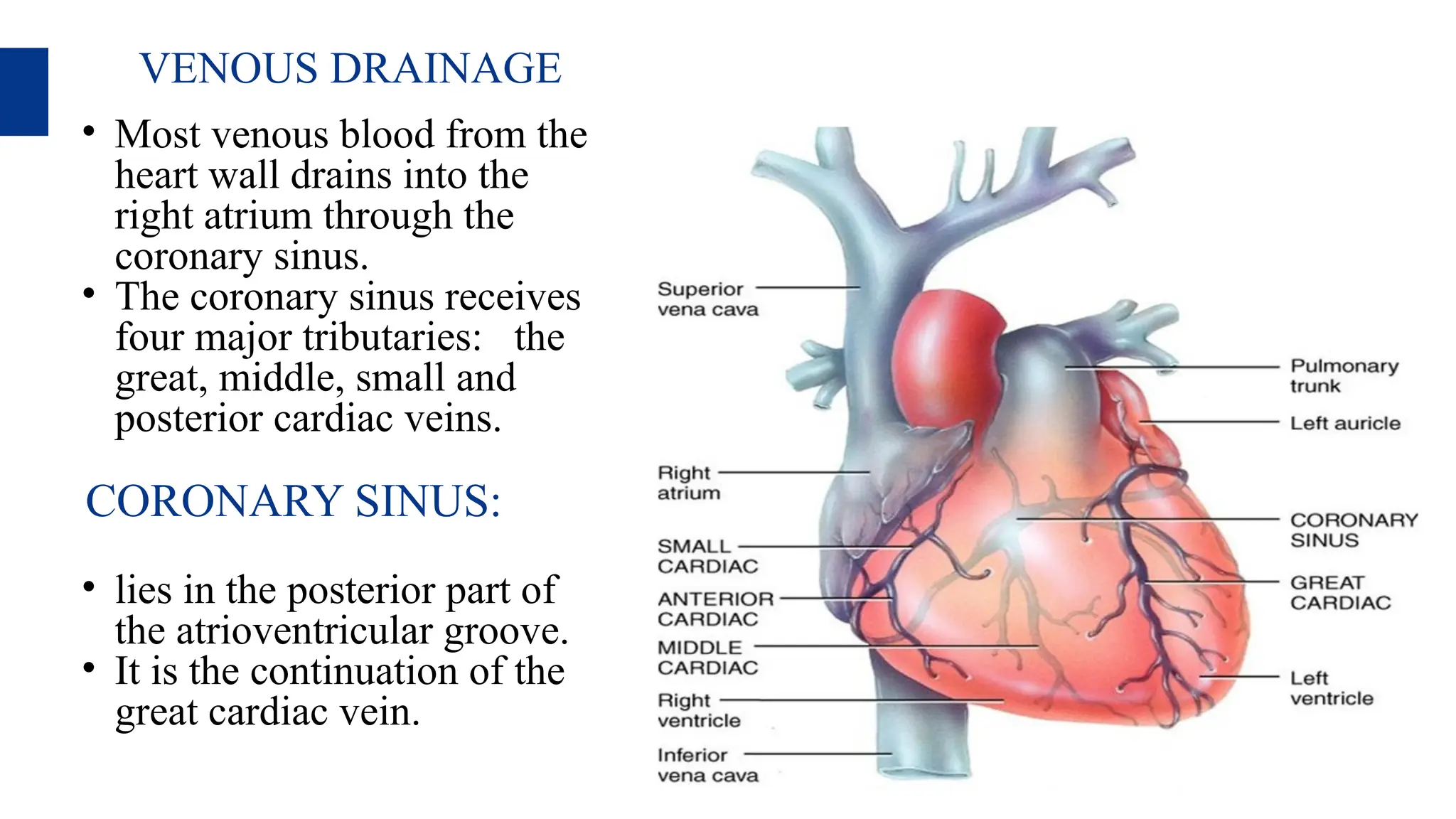 coronary anatomy of heart-anatomy.pdf.pptx
