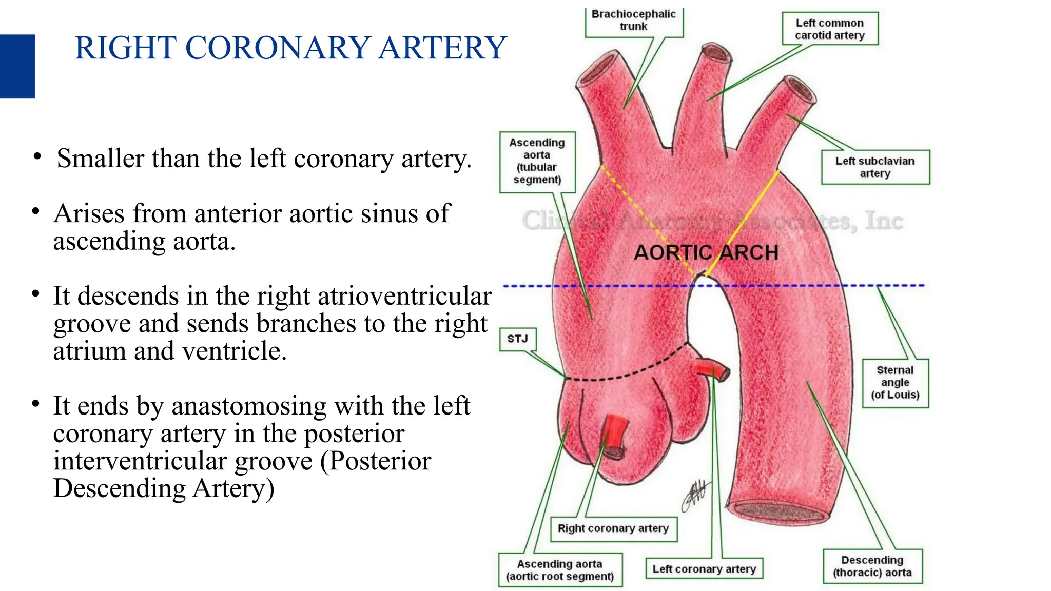 coronary anatomy of heart-anatomy.pdf.pptx