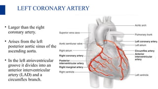 coronary anatomy of heart-anatomy.pdf.pptx