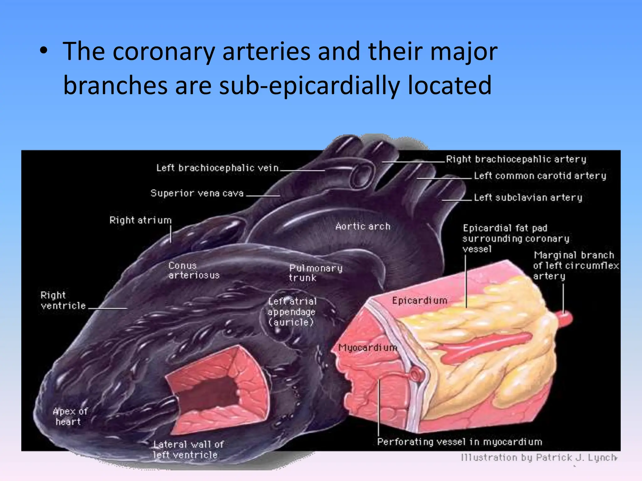 CORONARY ANATOMY _ SANDEEP M CAG VIEWS.ppsx