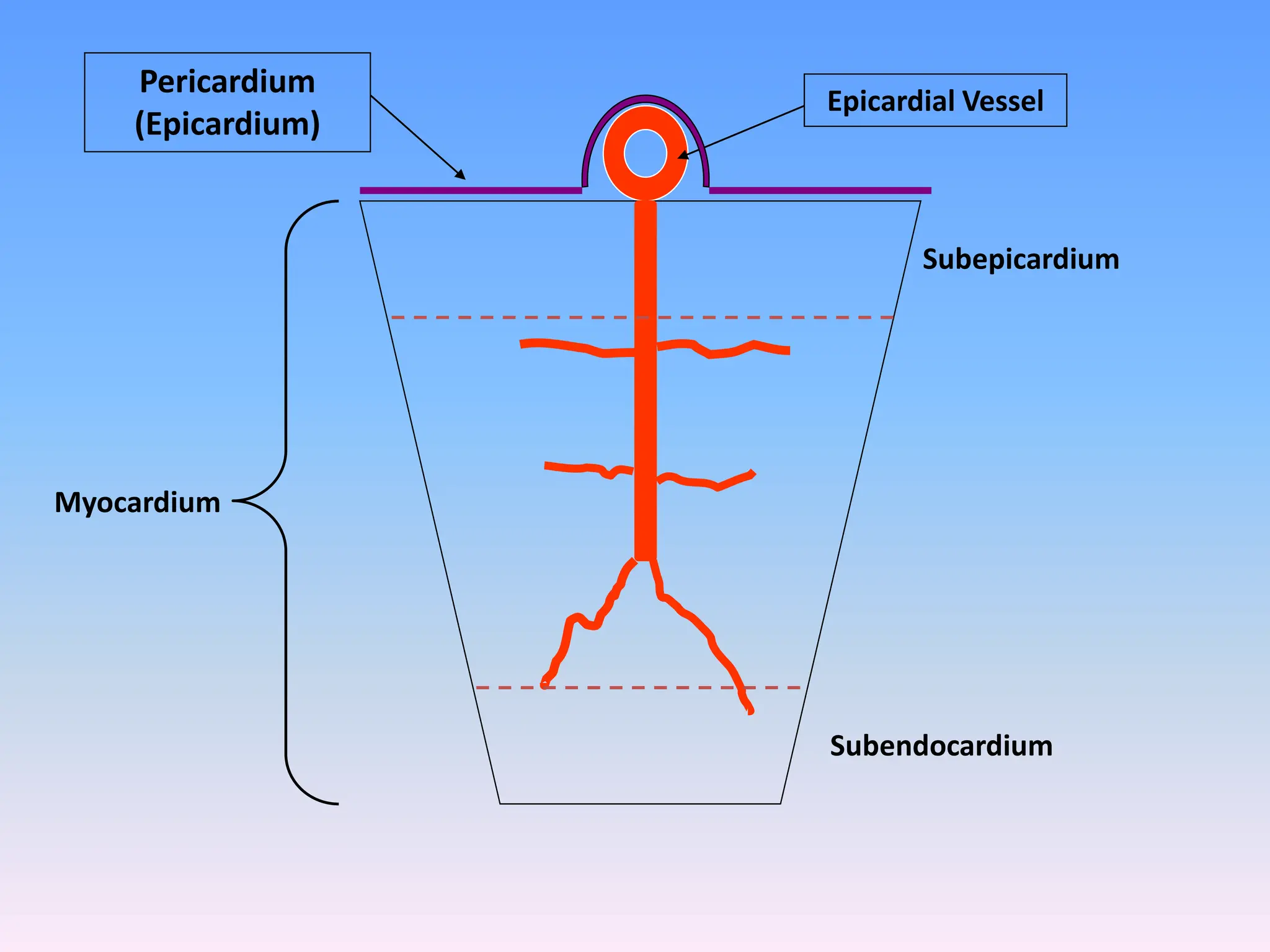 CORONARY ANATOMY _ SANDEEP M CAG VIEWS.ppsx | Heart and Cardiovascular ...