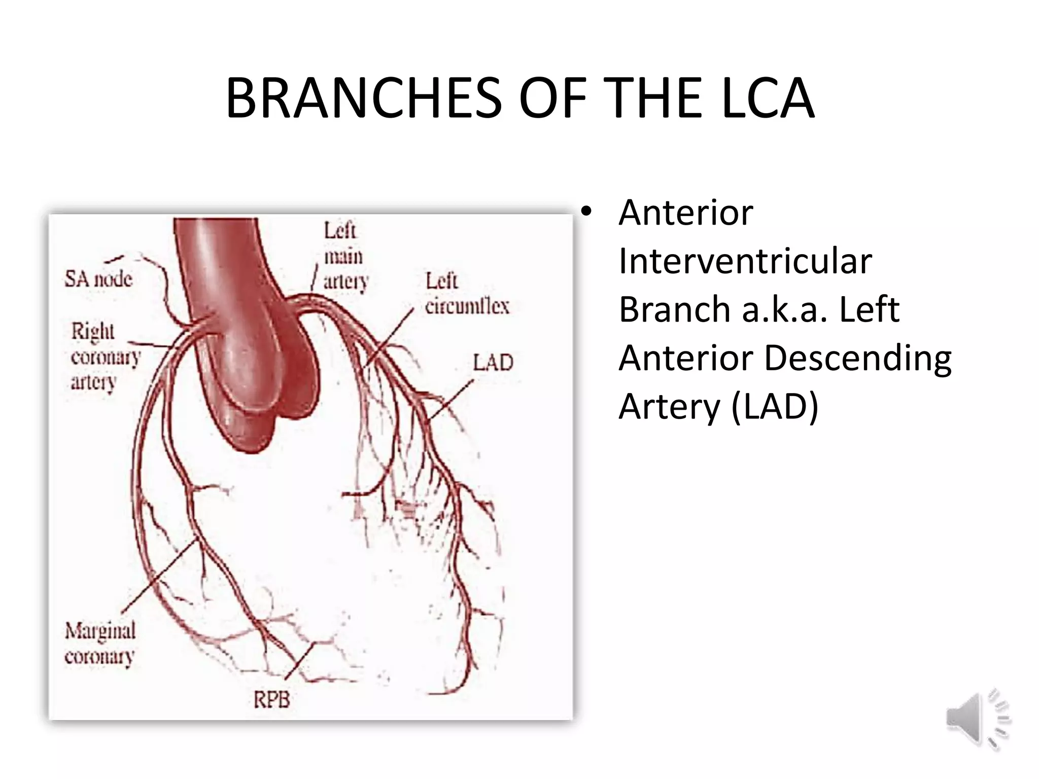 Coronary arteries | PPTX