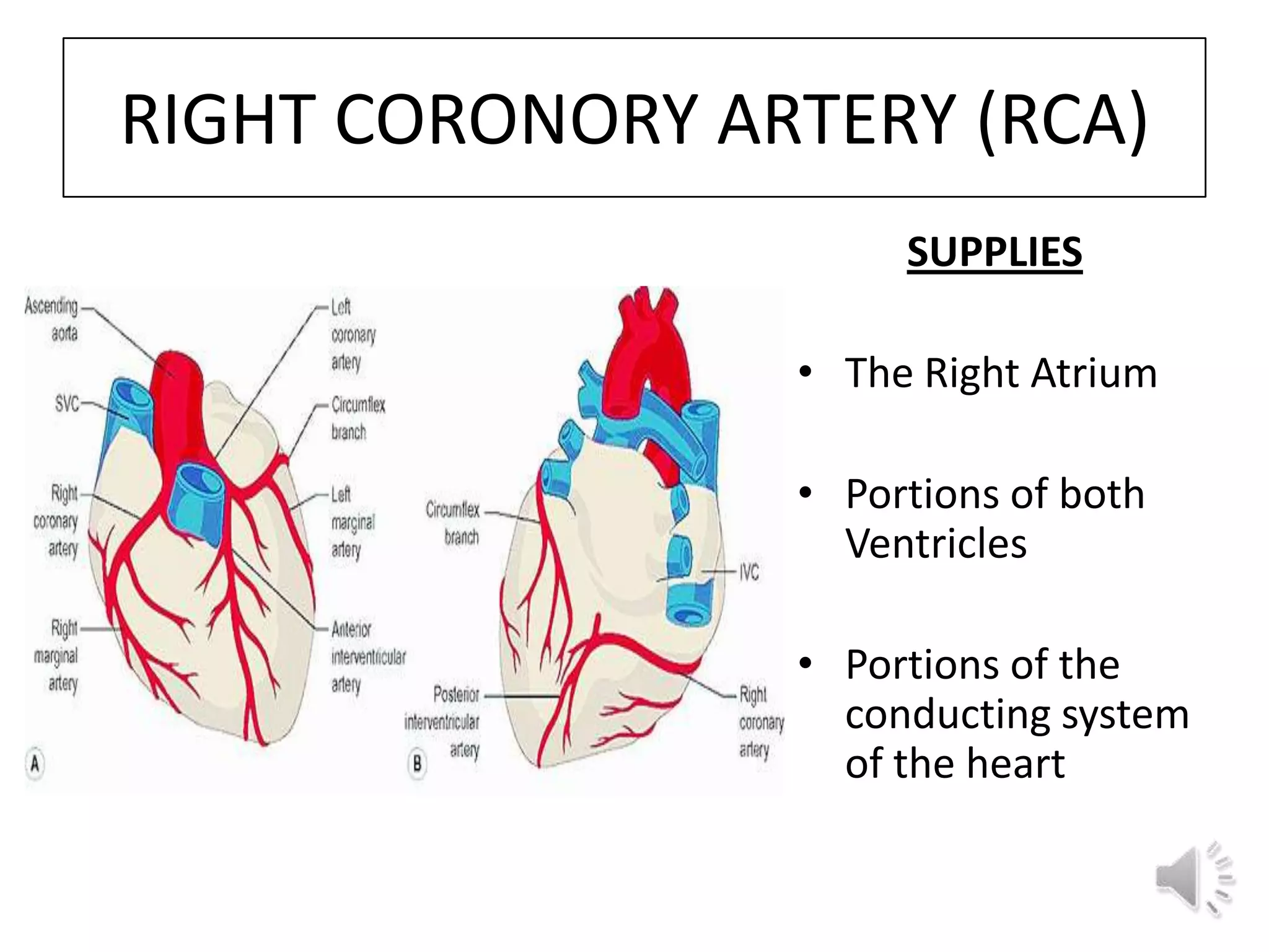 Coronary arteries | PPTX
