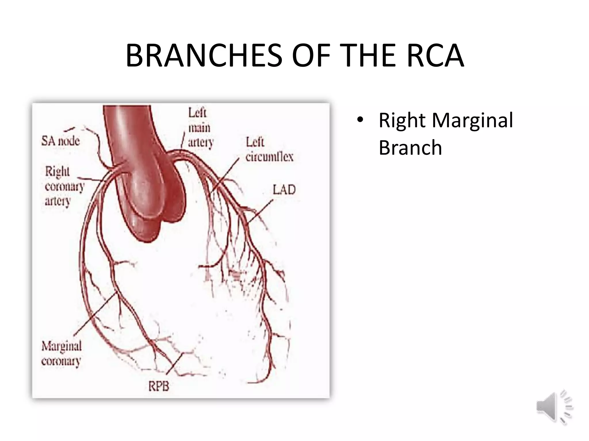 Coronary arteries | PPTX