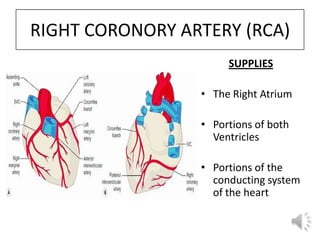 Coronary arteries | PPTX