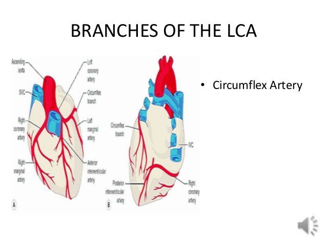 Coronary arteries