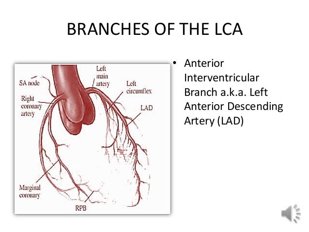 Coronary arteries