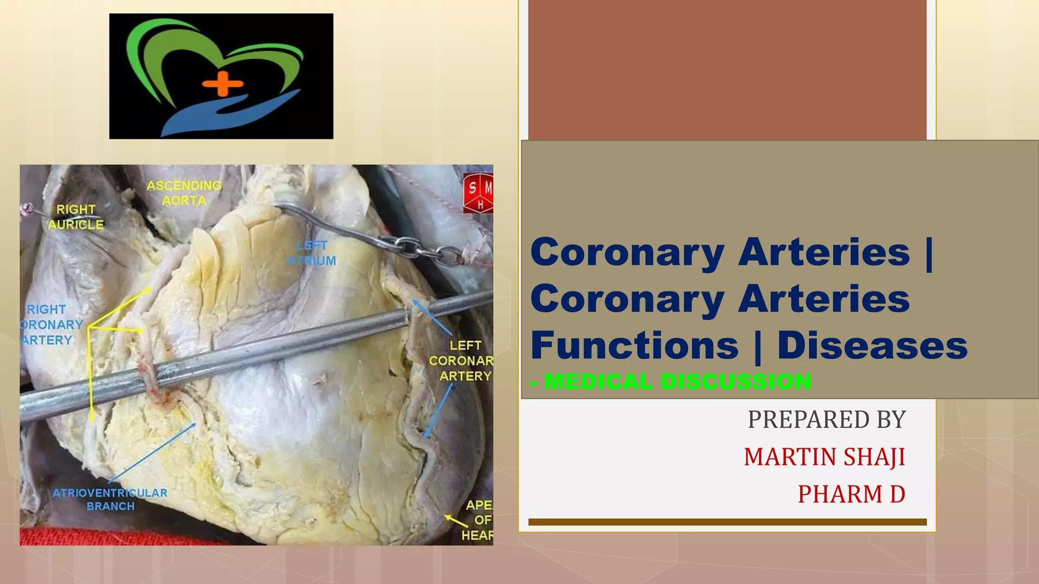 Coronary arteries |Coronary Arteries Functions | Diseases- medical ...
