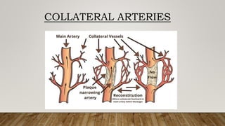 CORONARY ARTERY PPT.pptx hhhlhhhhhhhhhhh | PPT