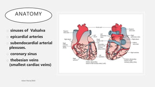 Coronary Blood Flow | PPT