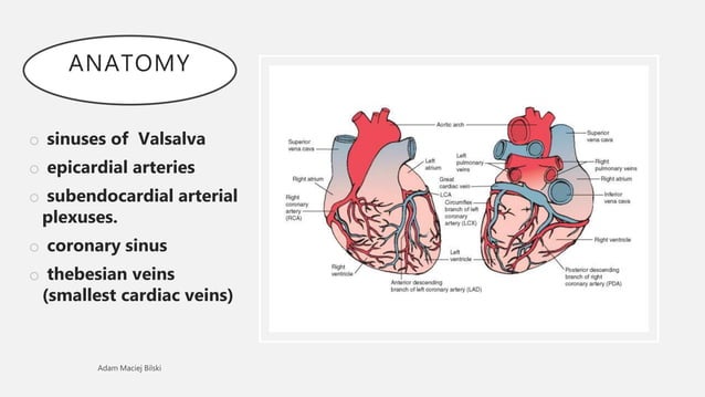 Coronary Blood Flow | PPT