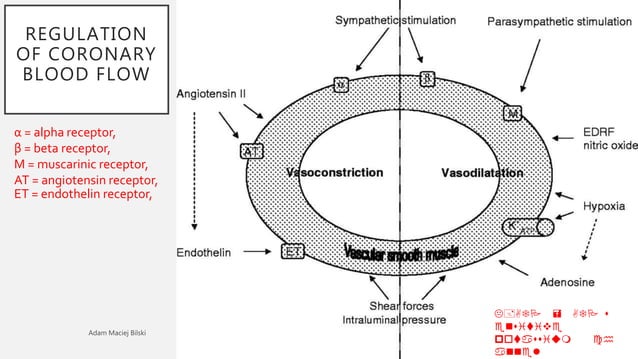 Coronary Blood Flow | PPT