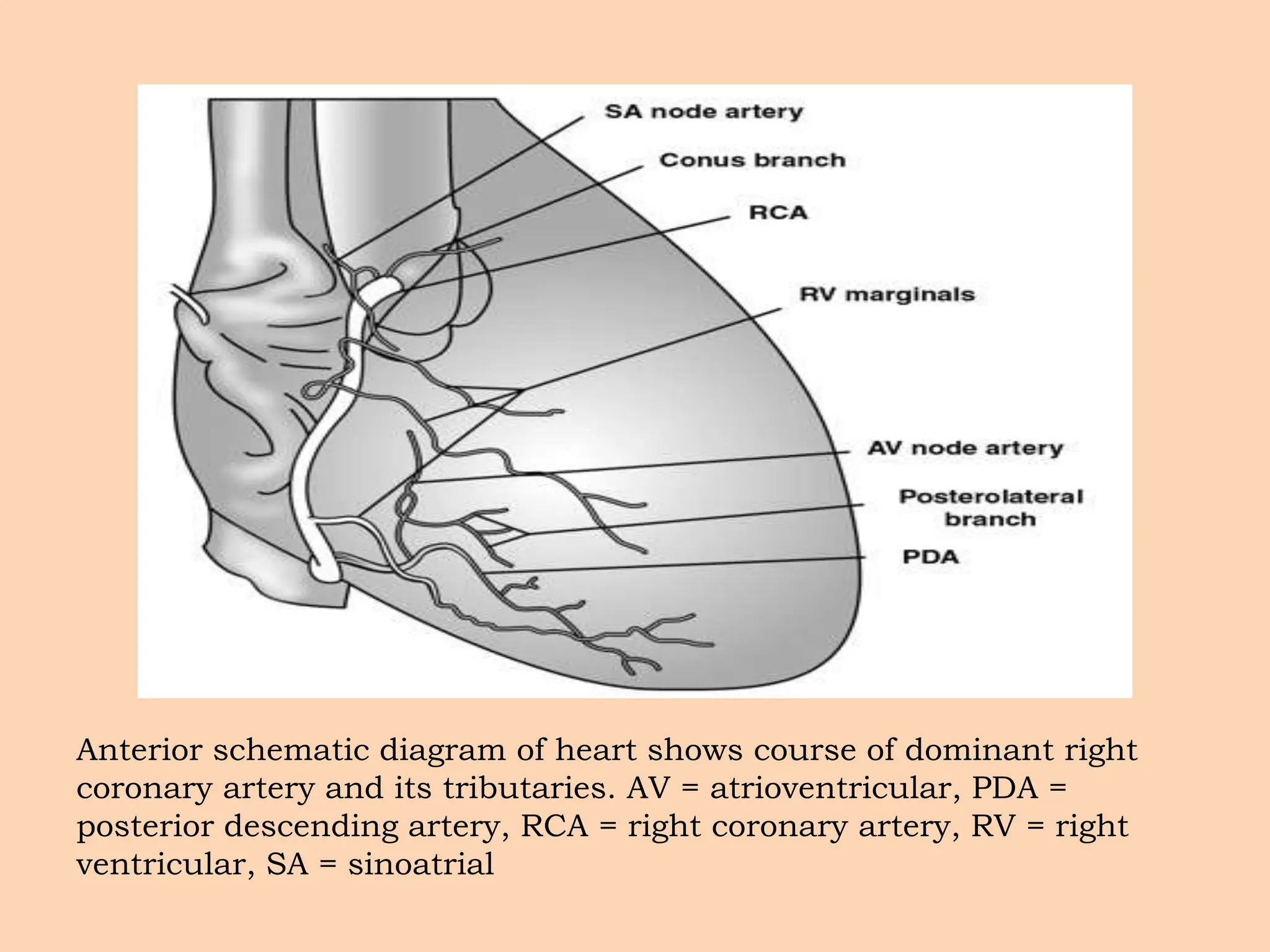 coronary circulation -1305080032111-phpappa02 pdf | PDF
