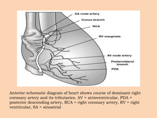coronary circulation -1305080032111-phpappa02 pdf | PDF