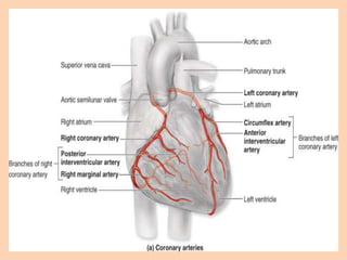 Coronary Circulation Pathway