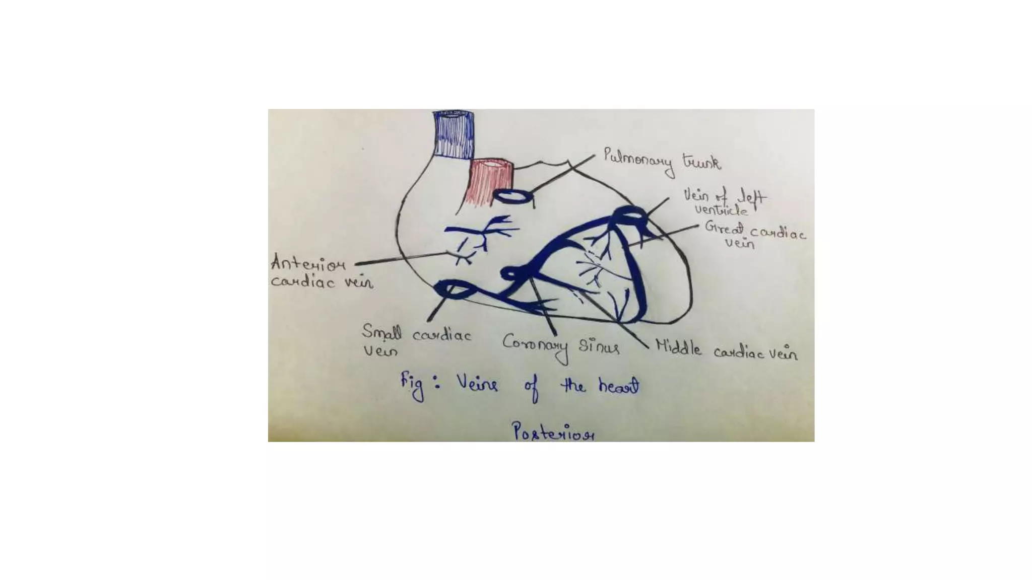 Coronary circulation | PPTX