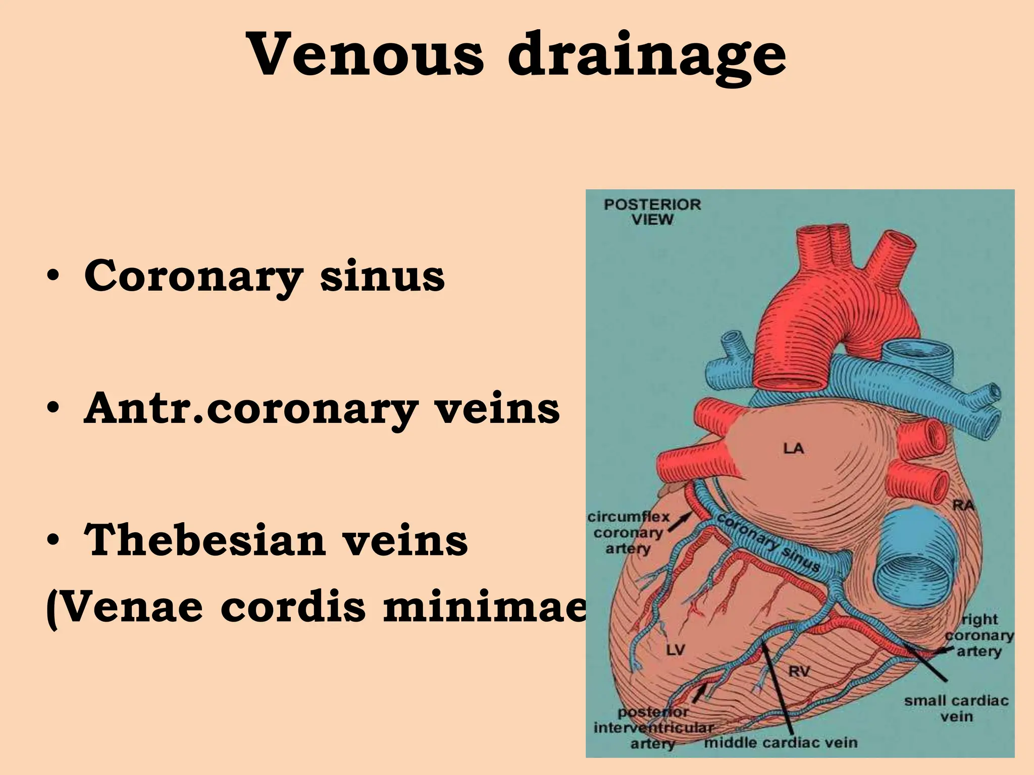 coronary circulation.pptx